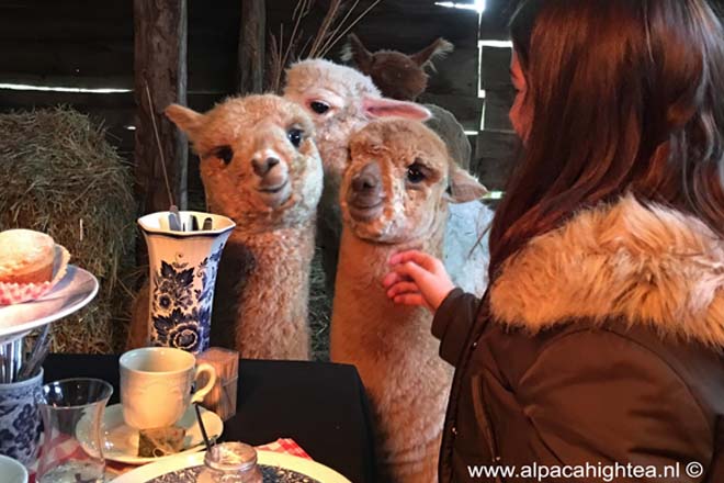 blog - 5x Kidsproof high-tea | Kidsproof Apeldoorn-Deventer