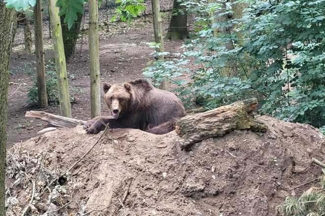 Zomeruitje: Ouwehands Dierenpark – De natuur roept! - Kidsproof Amersfoort