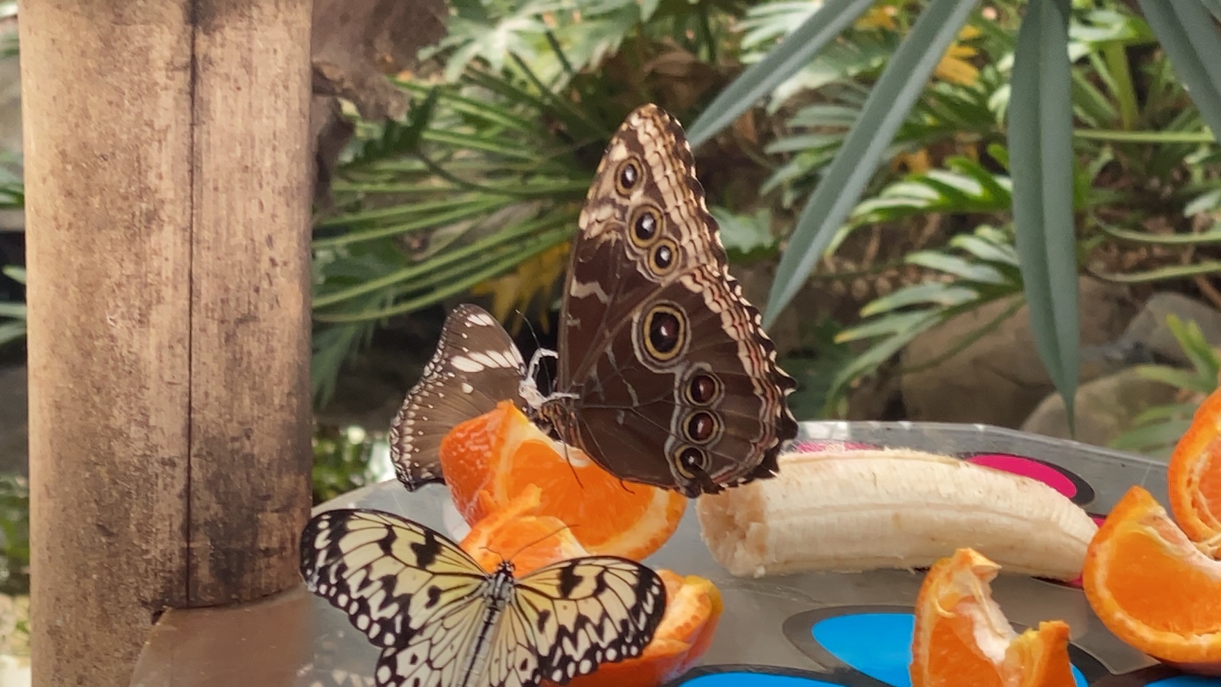 Lees onze ervaring bij Vlindertuin Vlindorado | Kidsproof Kop van Noord ...