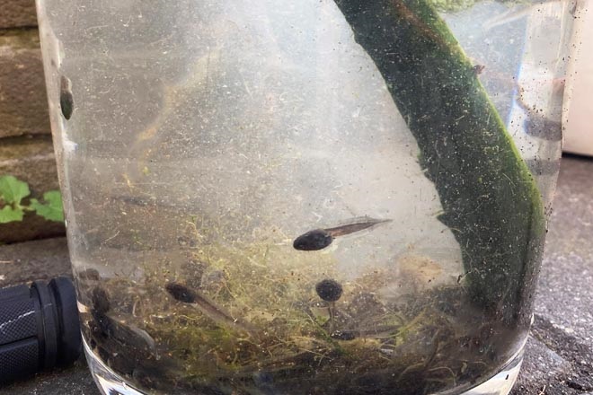 Kikkerdril hoe doe je dat? | Kidsproof 't Gooi