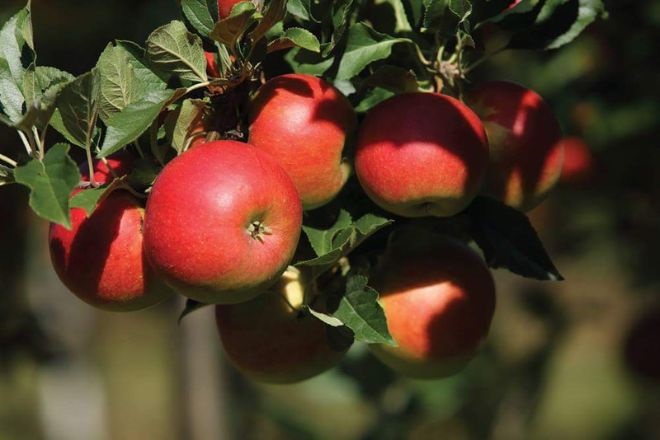 Appels plukken met kids in Zuid-Limburg! - Kidsproof Zuid-Limburg